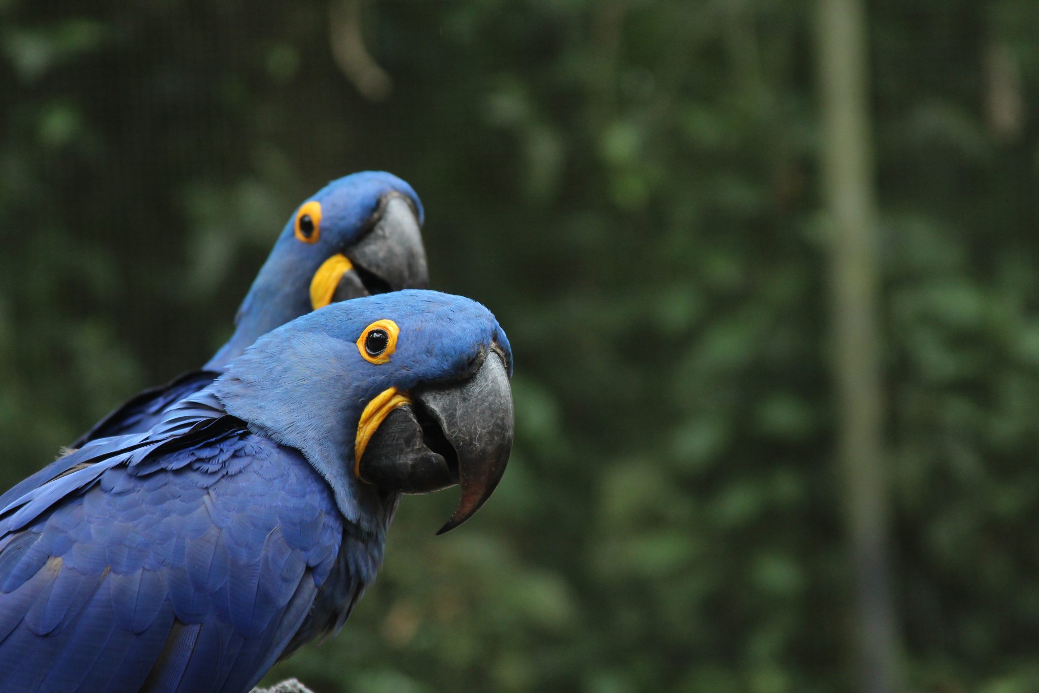 RioZoo agora é BioParque do Rio - Grupo Cataratas