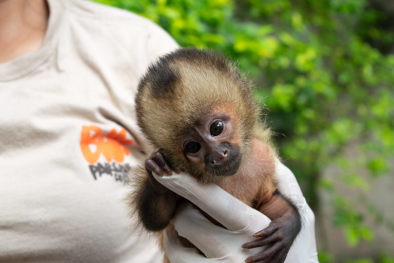 Abu, o filhote de macaco-prego-do-peito-amarelo que nasceu no BioParque ...